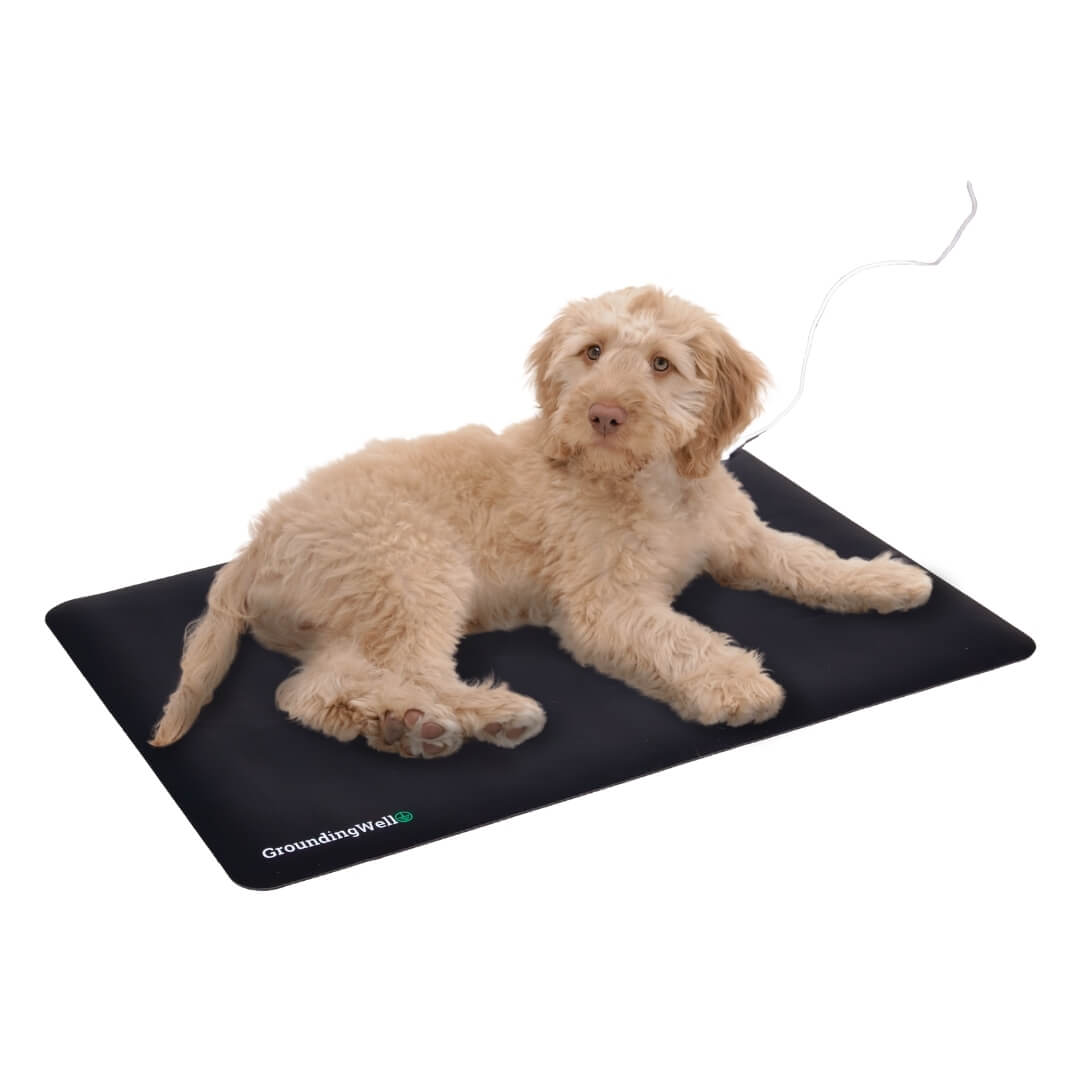 Premium Grounding Mat for Dogs | GroundingWell